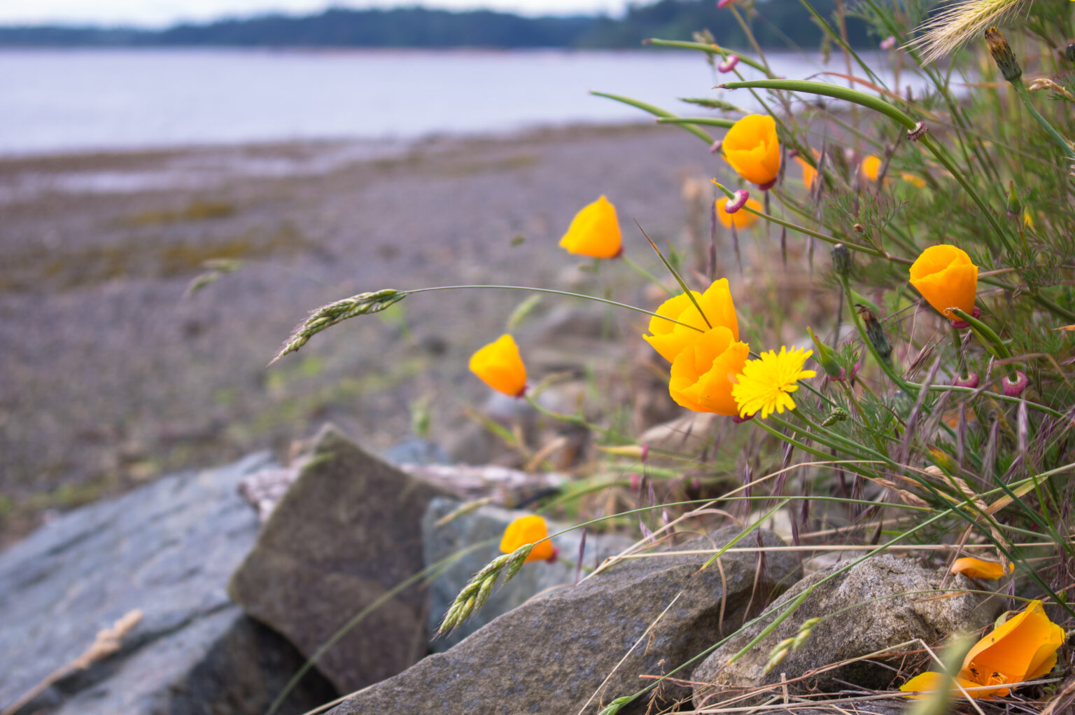 Snuneymuxw Lands - Snuneymuxw First Nation